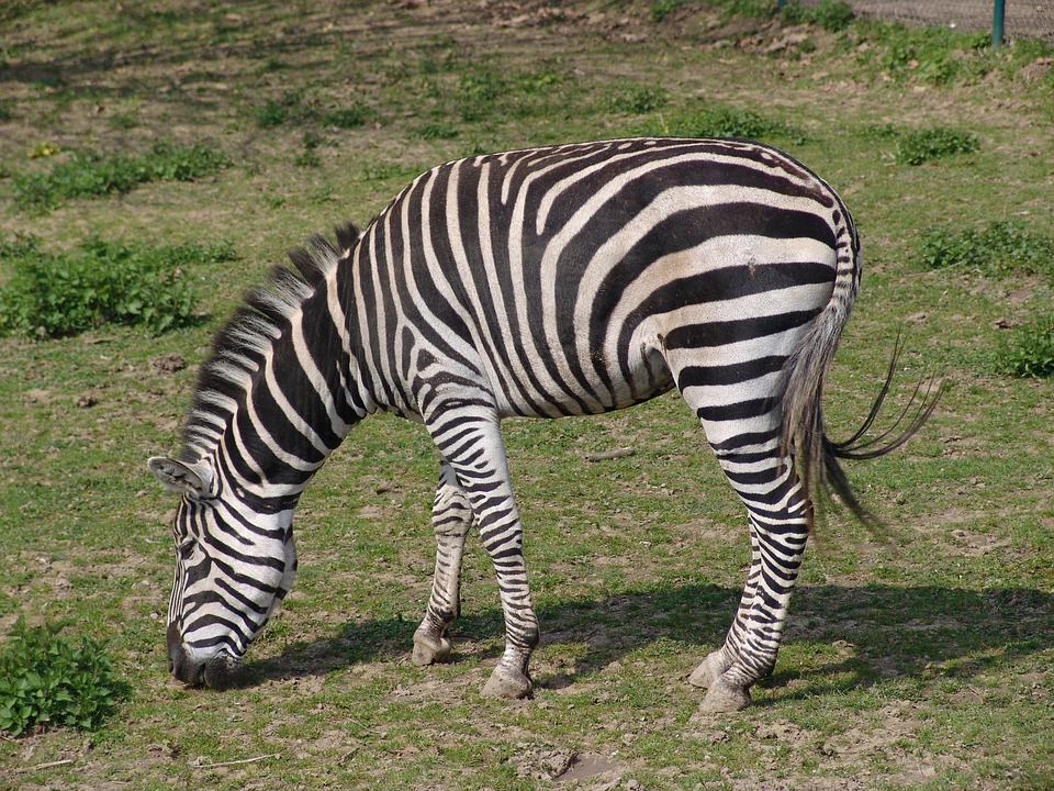 Zebra Zoo Wiese - Kostenloses Foto auf Pixabay - Pixabay