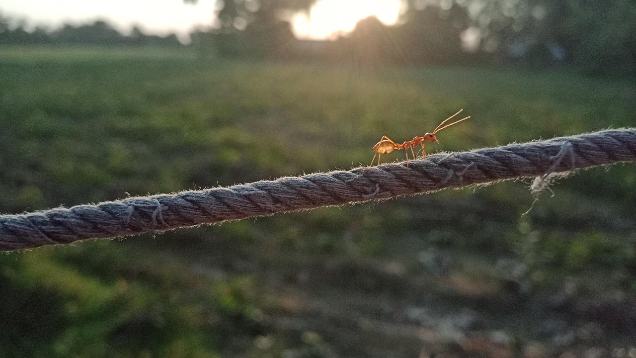 Ant Walking On A Rope - Free photo on Pixabay