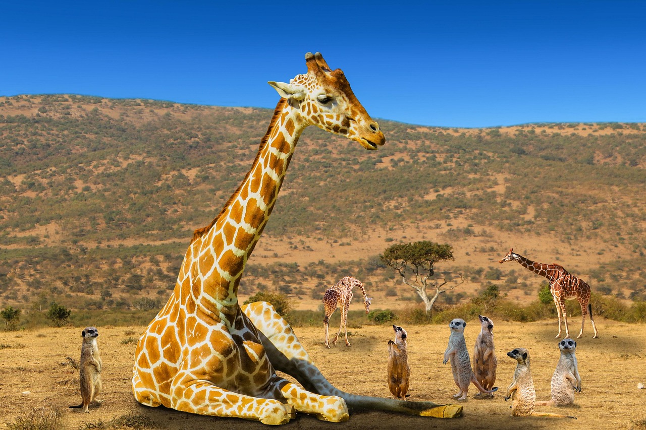 Tierwelt Afrika Giraffe - Kostenloses Foto auf Pixabay - Pixabay