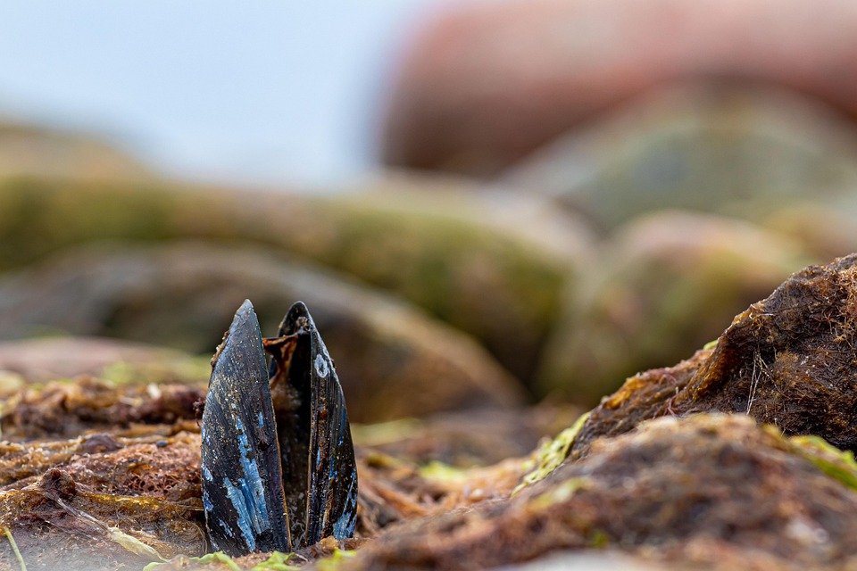 Mussel Shell Coast - Free photo on Pixabay