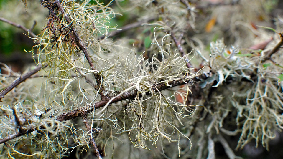 Tree Branch Sheets - Free photo on Pixabay