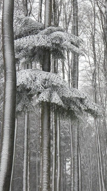 Árvore De Abeto Floresta - Foto gratuita no Pixabay - Pixabay