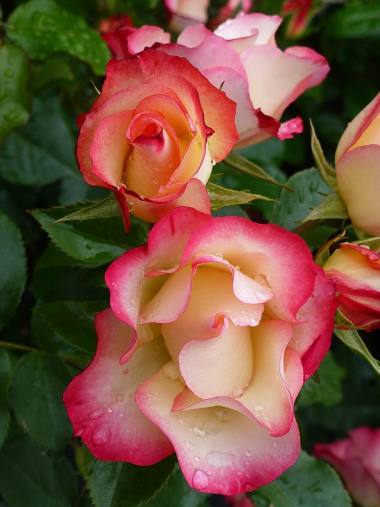Rose Jardin De Fleurs - Photo gratuite sur Pixabay - Pixabay