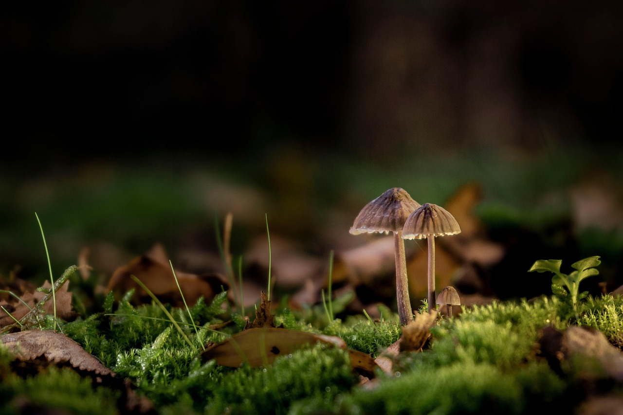 Mushrooms Small Wild - Free photo on Pixabay