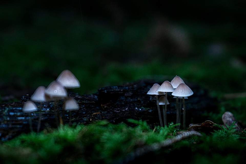 Mushrooms Small Wild - Free photo on Pixabay