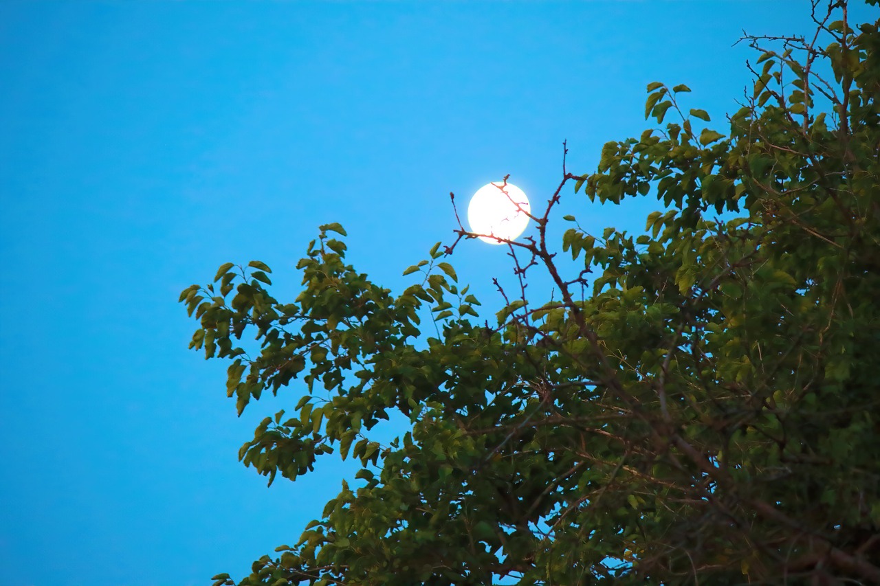 Tree Moon Night - Free photo on Pixabay