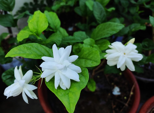 Jasmine Flower - Free photo on Pixabay