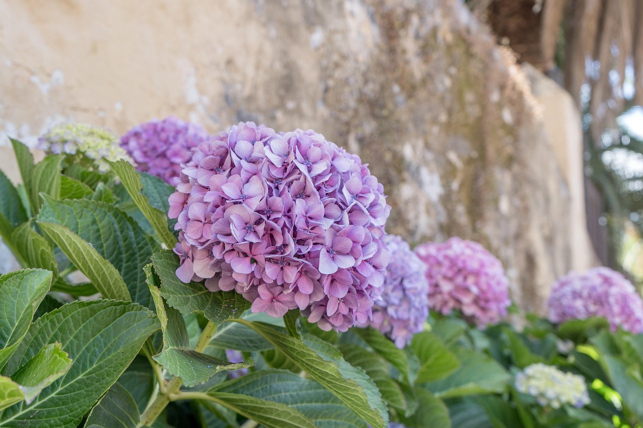 3,000+ Hydrangea Flower Pictures & Images [HD] - Pixabay