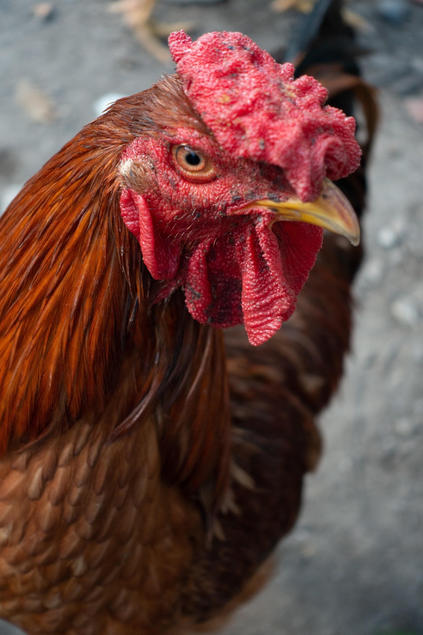 Gallo Poule Oiseau Les - Photo gratuite sur Pixabay - Pixabay