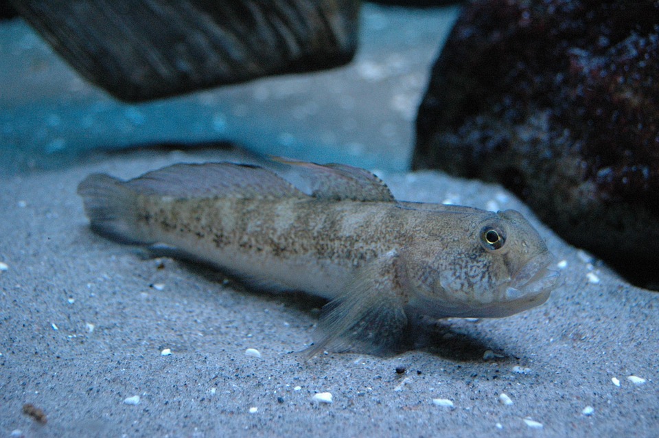 Fish Underwater - Free photo on Pixabay - Pixabay