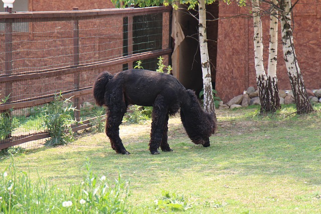 Farm Alpaca Animal - Free photo on Pixabay - Pixabay