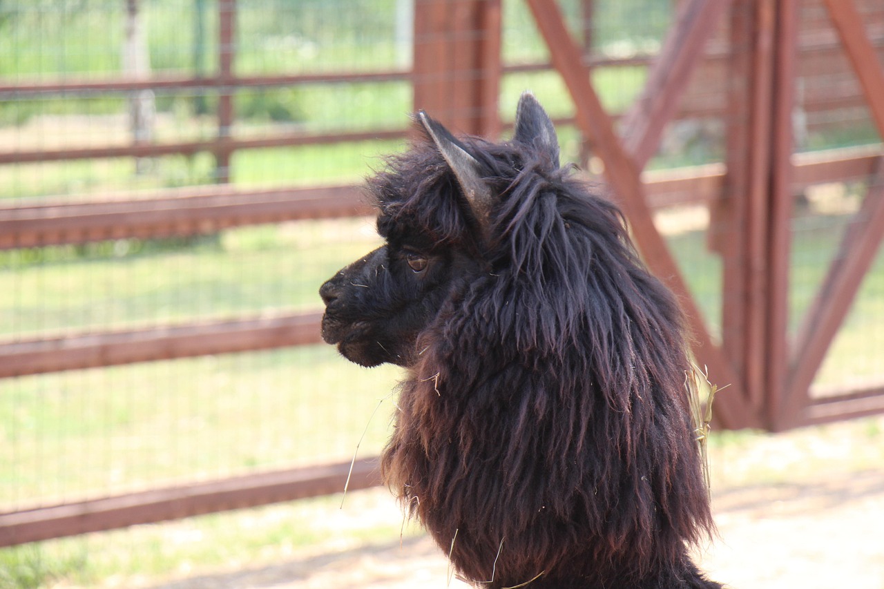 Granja La Alpaca Animal - Foto gratis en Pixabay - Pixabay