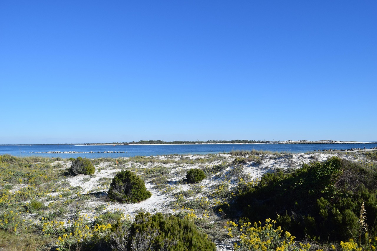 Panama City Beach Greenery - Free photo on Pixabay - Pixabay