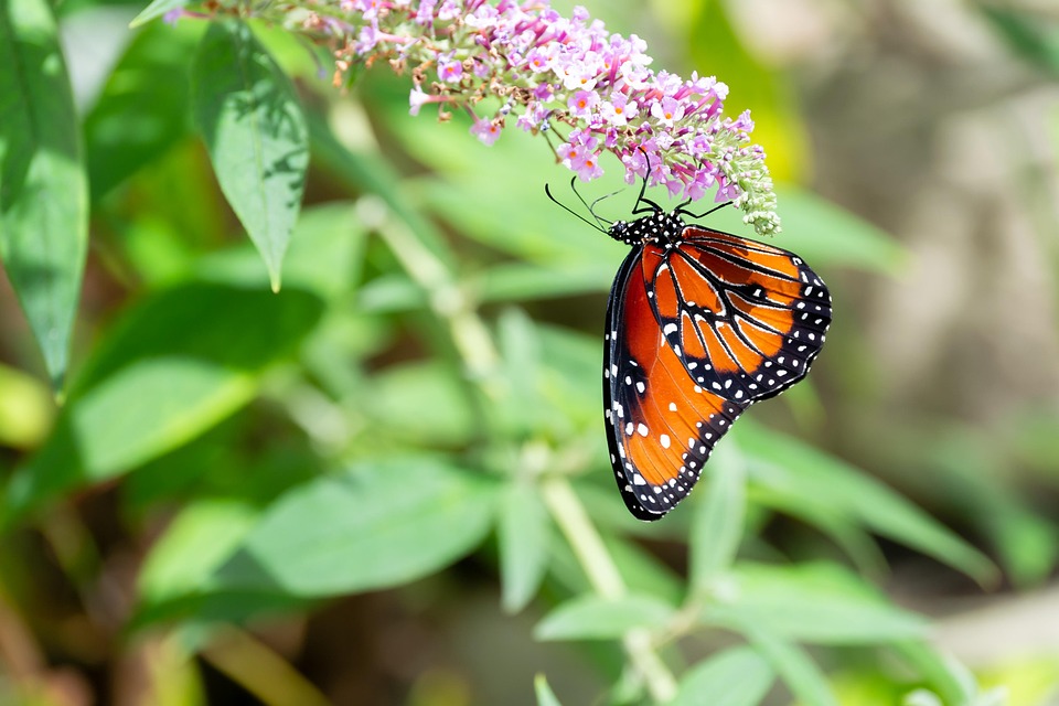 Flowers Butterfly Pollination - Free photo on Pixabay - Pixabay