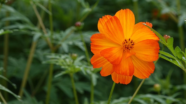 Sulfur Cosmos Flower Plant - Free photo on Pixabay - Pixabay