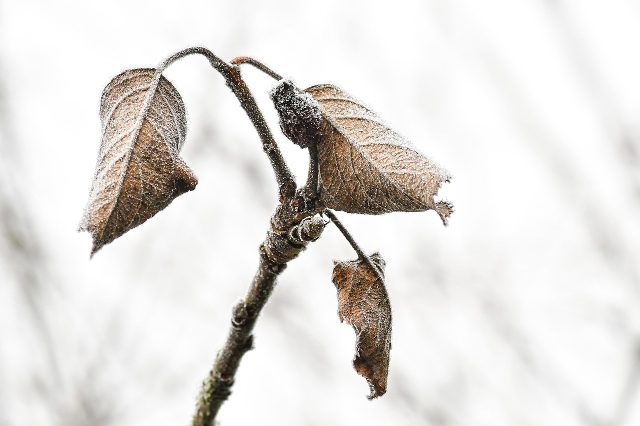 30.000+ kostenlose Decayed Leaves und Natur-Bilder - Pixabay