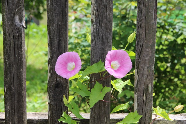 Liseron Des Champs Floraison La - Photo gratuite sur Pixabay - Pixabay