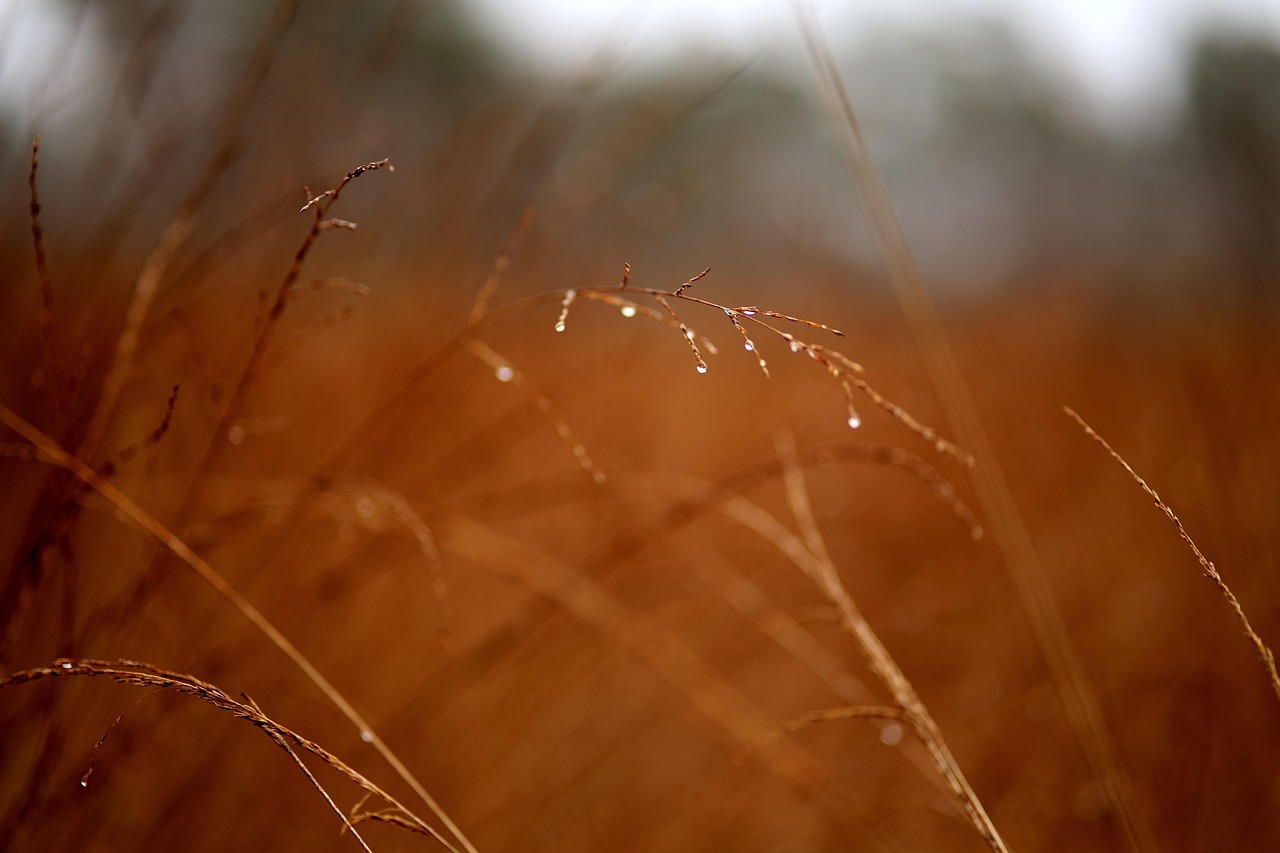 Farm Bog Walk Moor - Free photo on Pixabay