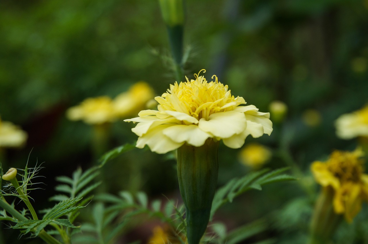 Bunga Tanaman Kebun - Foto gratis di Pixabay - Pixabay