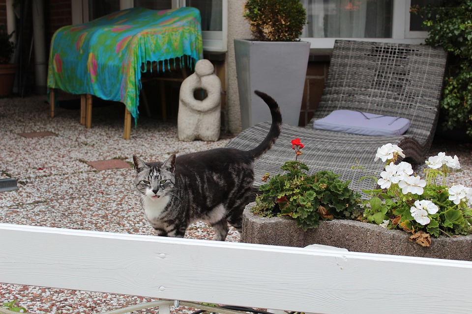 Cat Rue Ville - Photo gratuite sur Pixabay - Pixabay