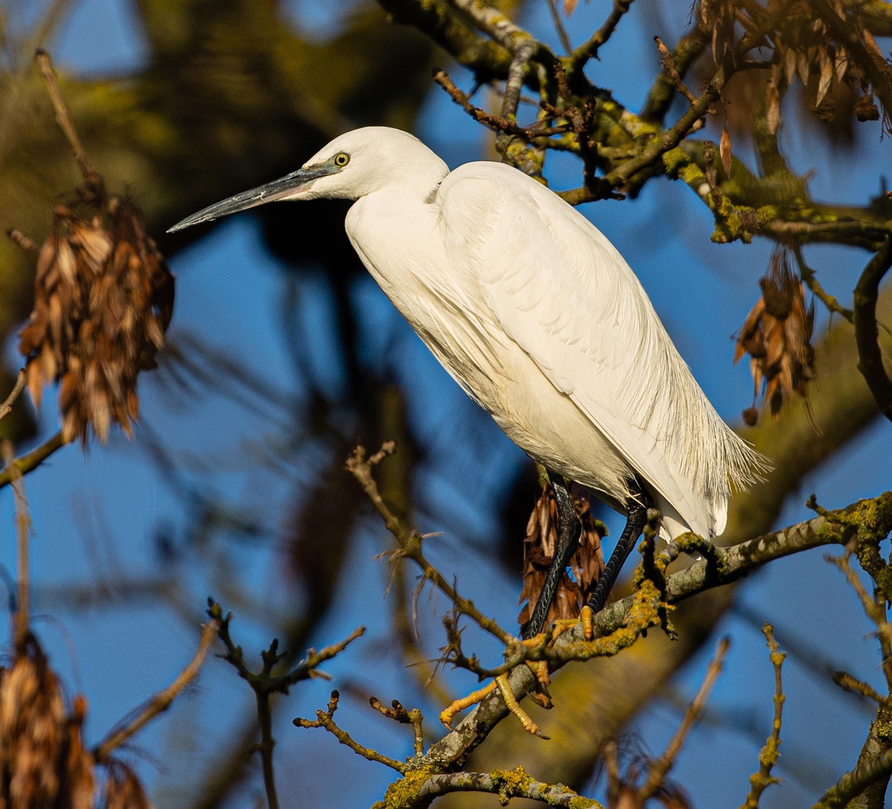 10,000+ Free Little Egret & Egret Photos - Pixabay