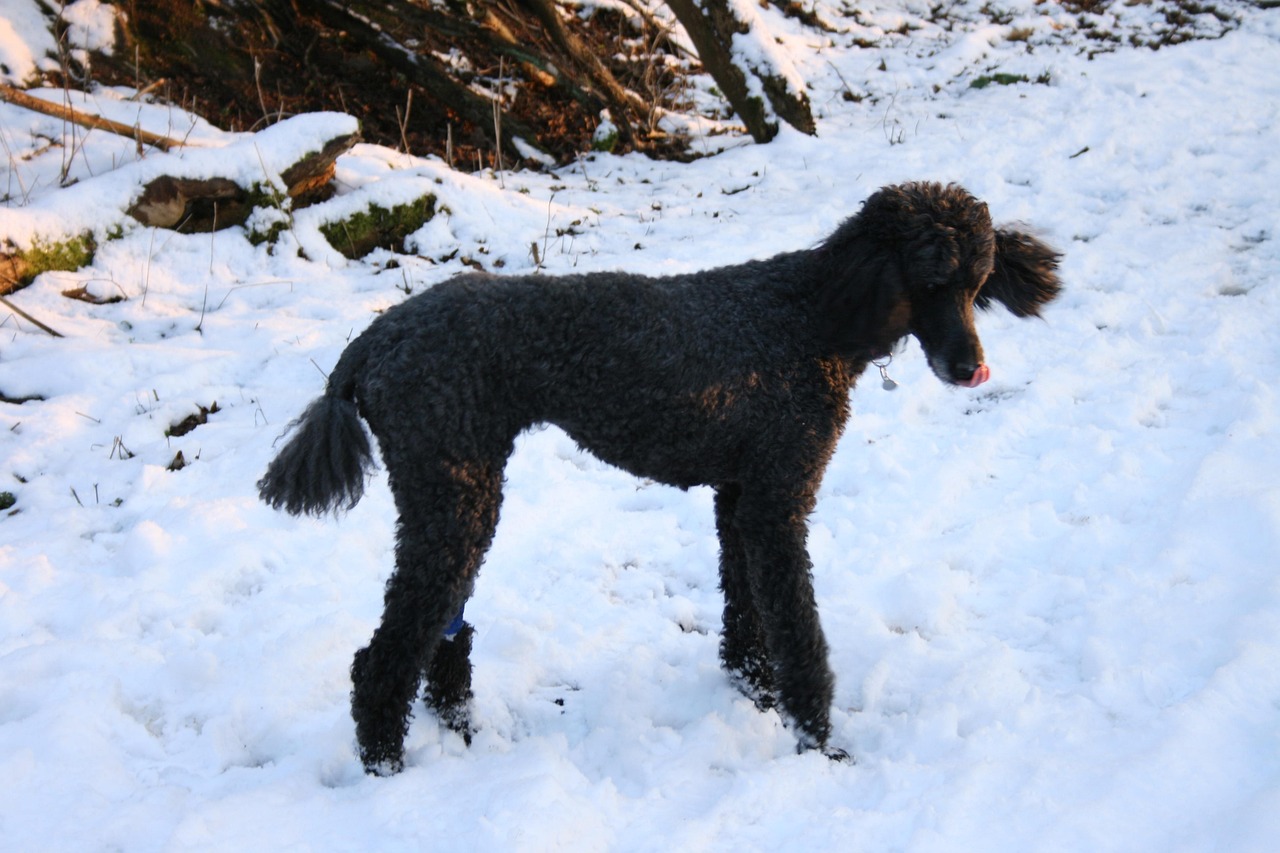 Chien Hiver Animal De Compagnie - Photo gratuite sur Pixabay - Pixabay