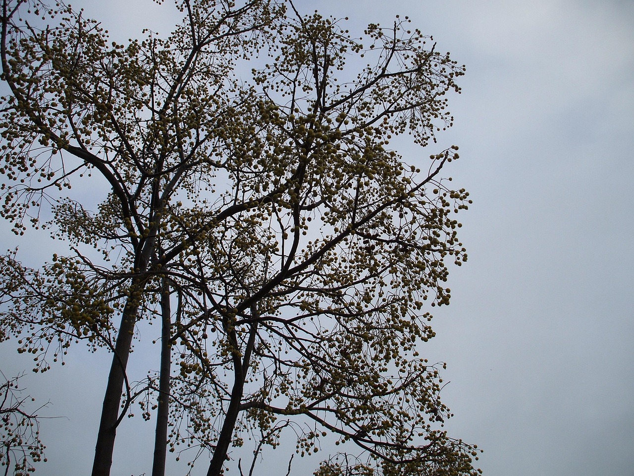 Baum Park - Kostenloses Foto auf Pixabay - Pixabay