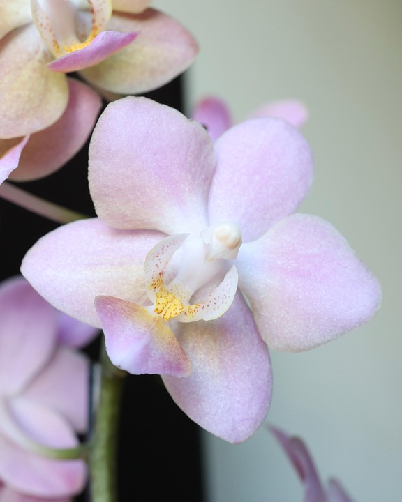 Orchidée Fleur Plantes - Photo gratuite sur Pixabay - Pixabay