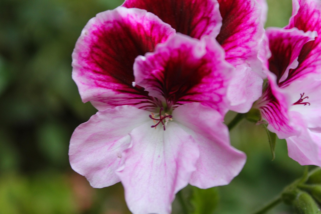 Flor Primavera Plantar - Foto gratuita no Pixabay - Pixabay