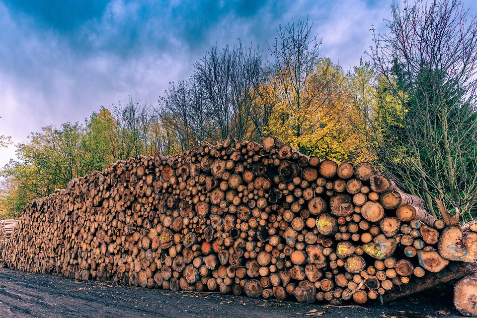 Tree Trunks Heaven Trunk - Free photo on Pixabay - Pixabay