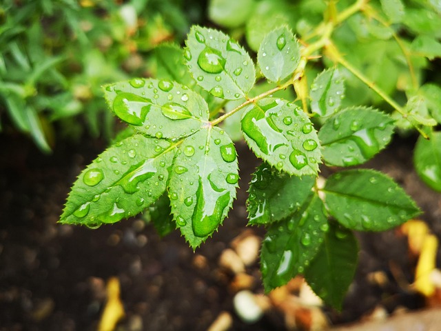 Folha Orvalho Chuva - Foto gratuita no Pixabay - Pixabay