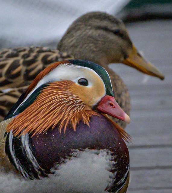 Ducks Mandarin Heads - Free photo on Pixabay