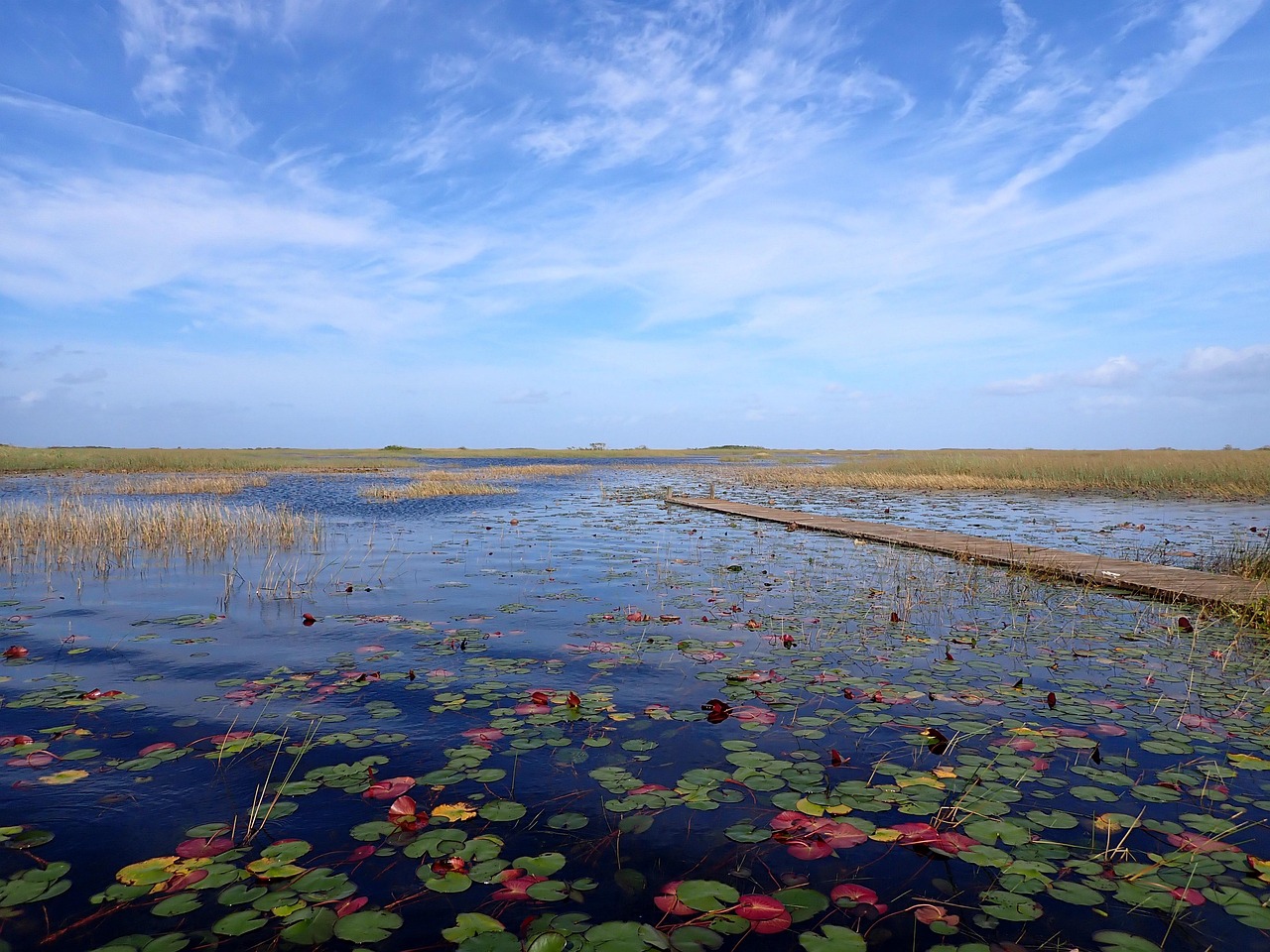 Everglades Lahan Basah Bunga Lili - Foto gratis di Pixabay - Pixabay