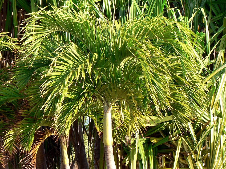 Palm Foliage Fins Adonidia - Free photo on Pixabay - Pixabay