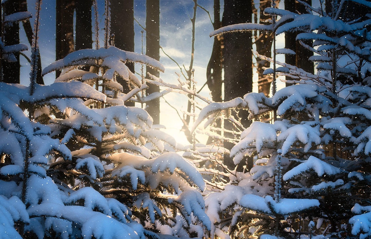 Árboles Bosque Nieve - Foto gratis en Pixabay - Pixabay