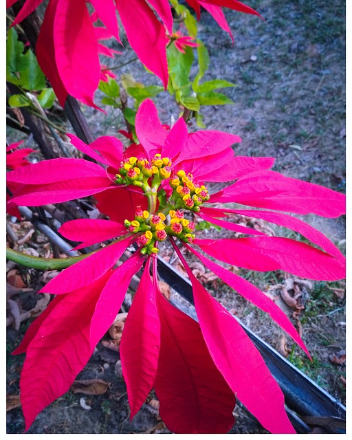 Lali Guras Red Flower - Free photo on Pixabay - Pixabay