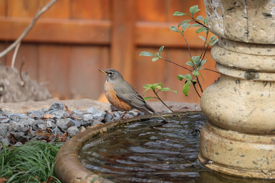Bird Robin Fountain - Free photo on Pixabay - Pixabay