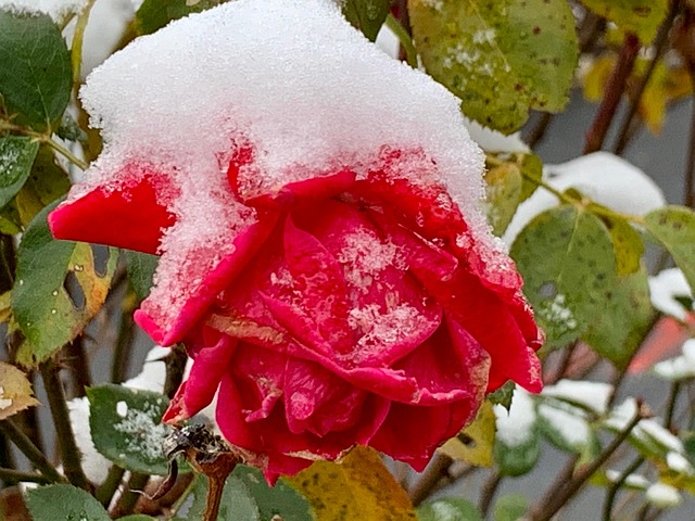 Rose Enneigée Neige Sur Rouge - Photo gratuite sur Pixabay