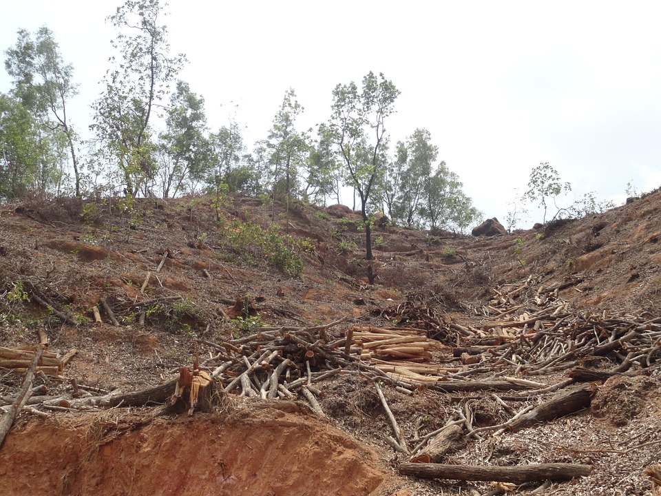 Tree Clearing Jungle Cut Wood - Free photo on Pixabay - Pixabay Tree Clearing Jungle Cut Wood - Free photo on Pixabay - Pixabay