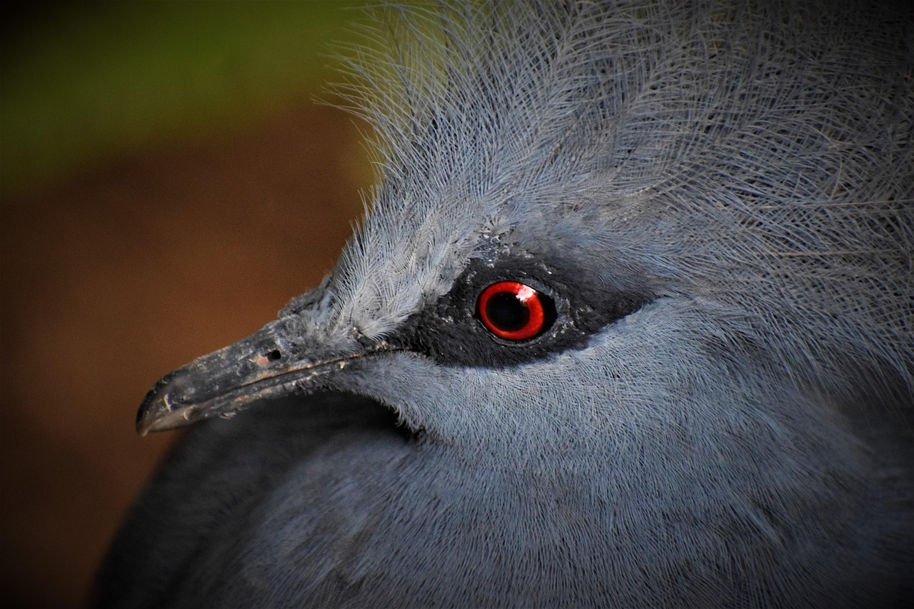 Blue Crowned Pigeon Head - Free photo on Pixabay - Pixabay