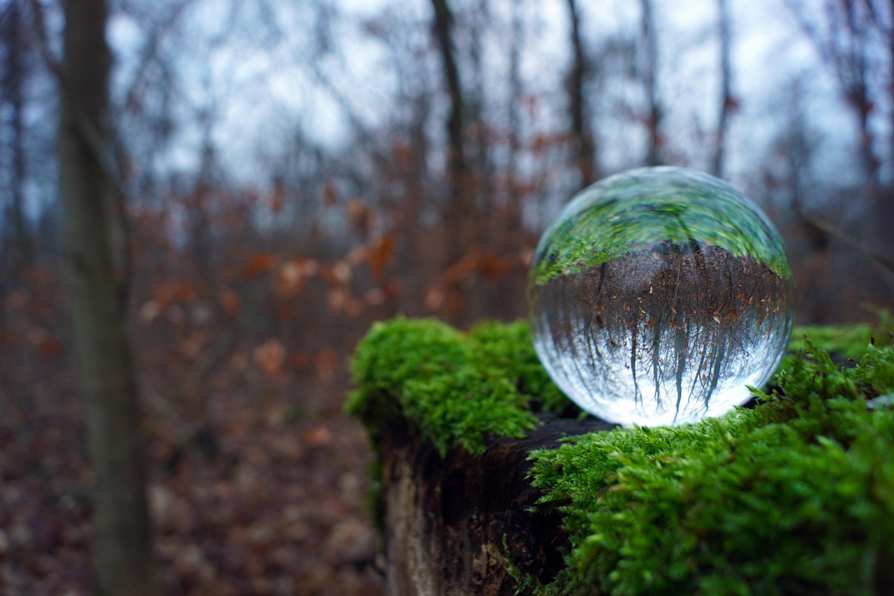 Glass Ball Moss Forest - Free photo on Pixabay