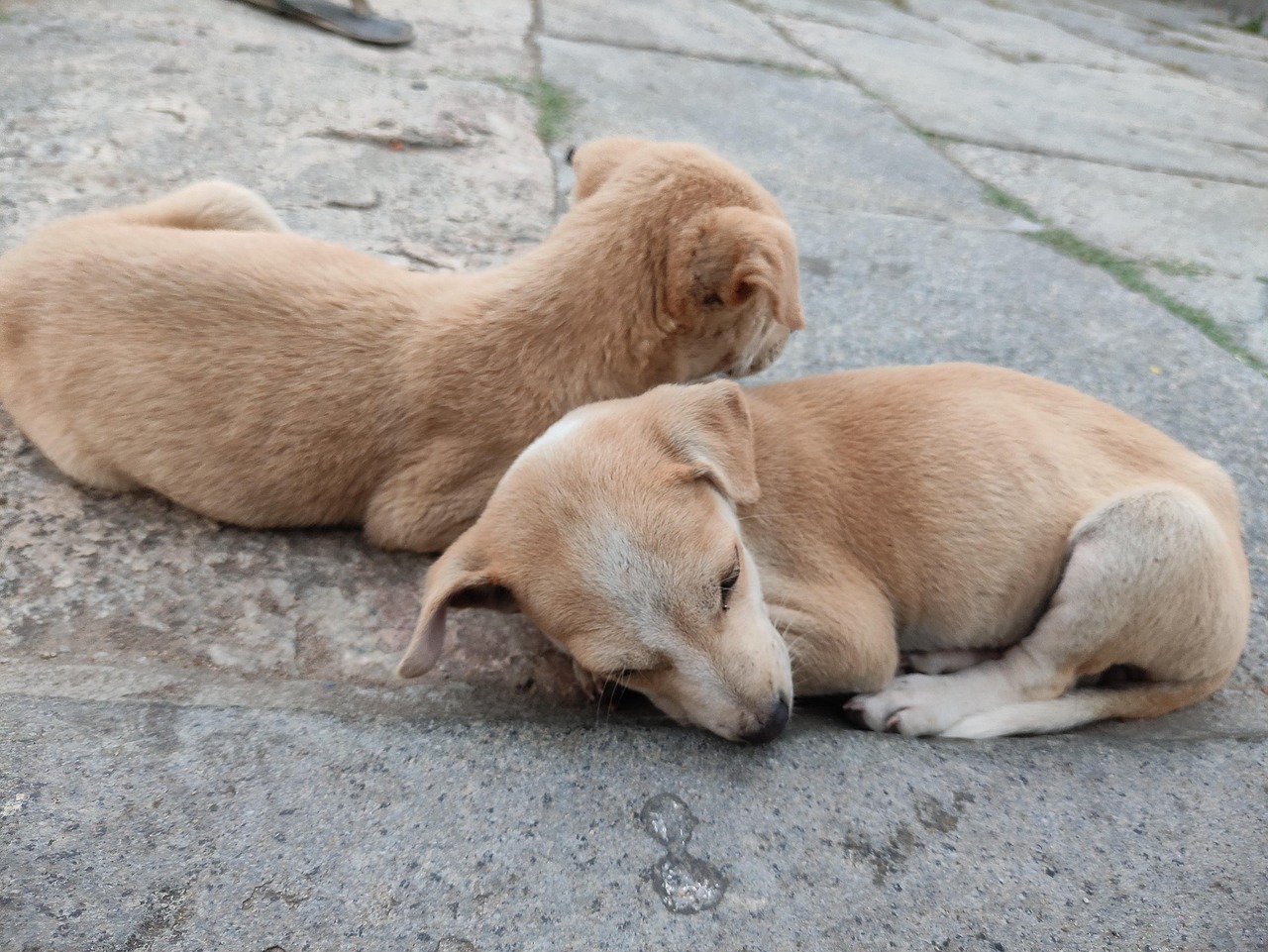 Funny Animals Dogs Sleeping Free Photo On Pixabay Pixabay