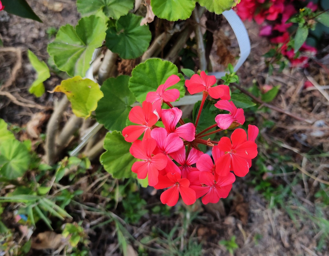 Bellissimo Giardino Geranio - Foto gratis su Pixabay