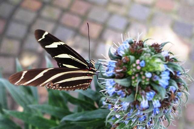 Zebra Longwing Mariposa Moverse - Foto gratis en Pixabay