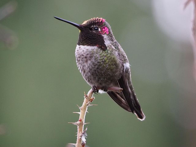1,000+ Free Hummingbird & Bird Images