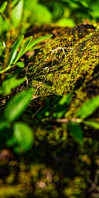 Fond D'Écran Dwp - Photo gratuite sur Pixabay - Pixabay
