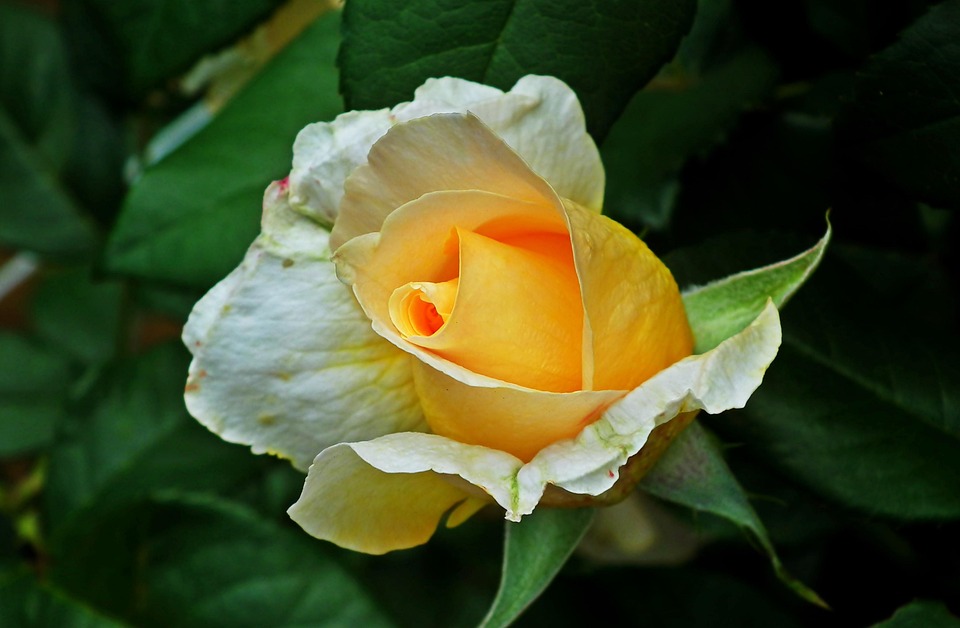 Rose Bunga Teh - Foto gratis di Pixabay - Pixabay