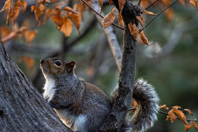 Squirrel Animal Tree - Free photo on Pixabay