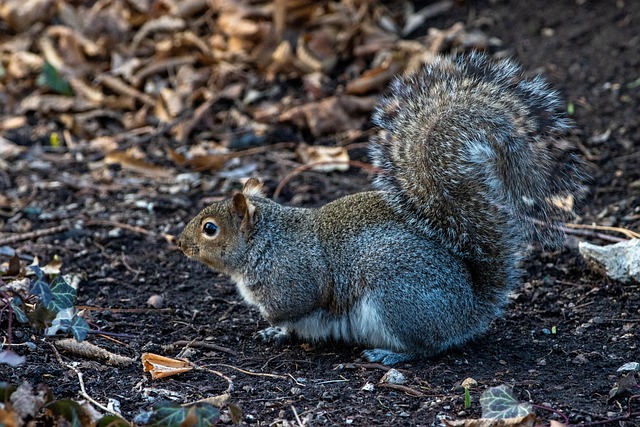 Esquilo Animal Terra - Foto gratuita no Pixabay - Pixabay