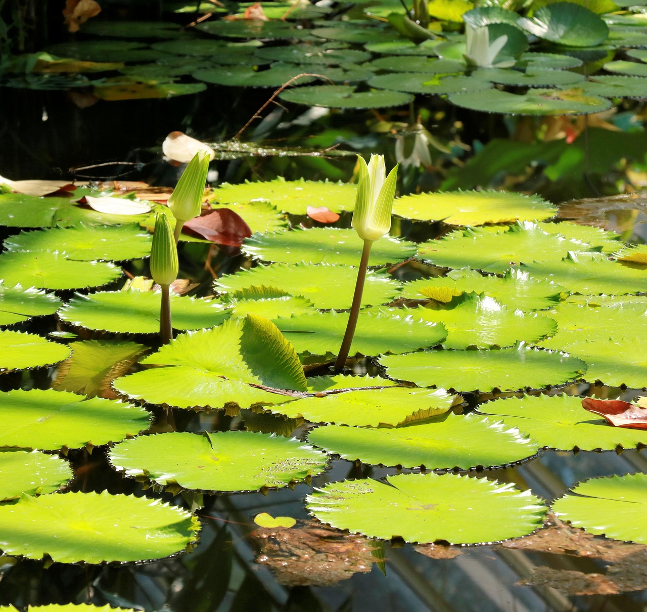 Water Lily Pads Buds Aquatic - Free photo on Pixabay